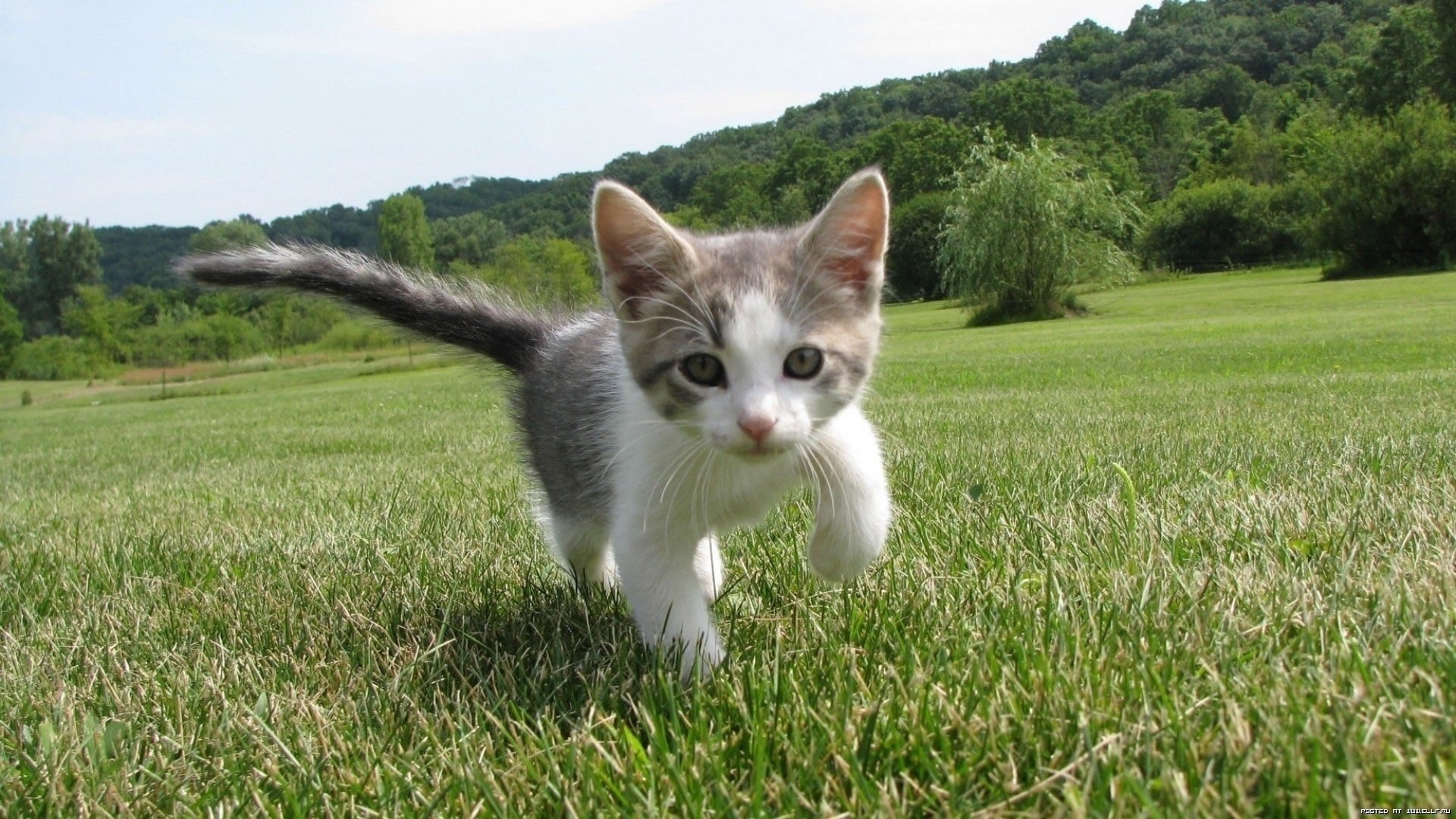 Les meilleurs livres sur les chats !! - Absolument Chats