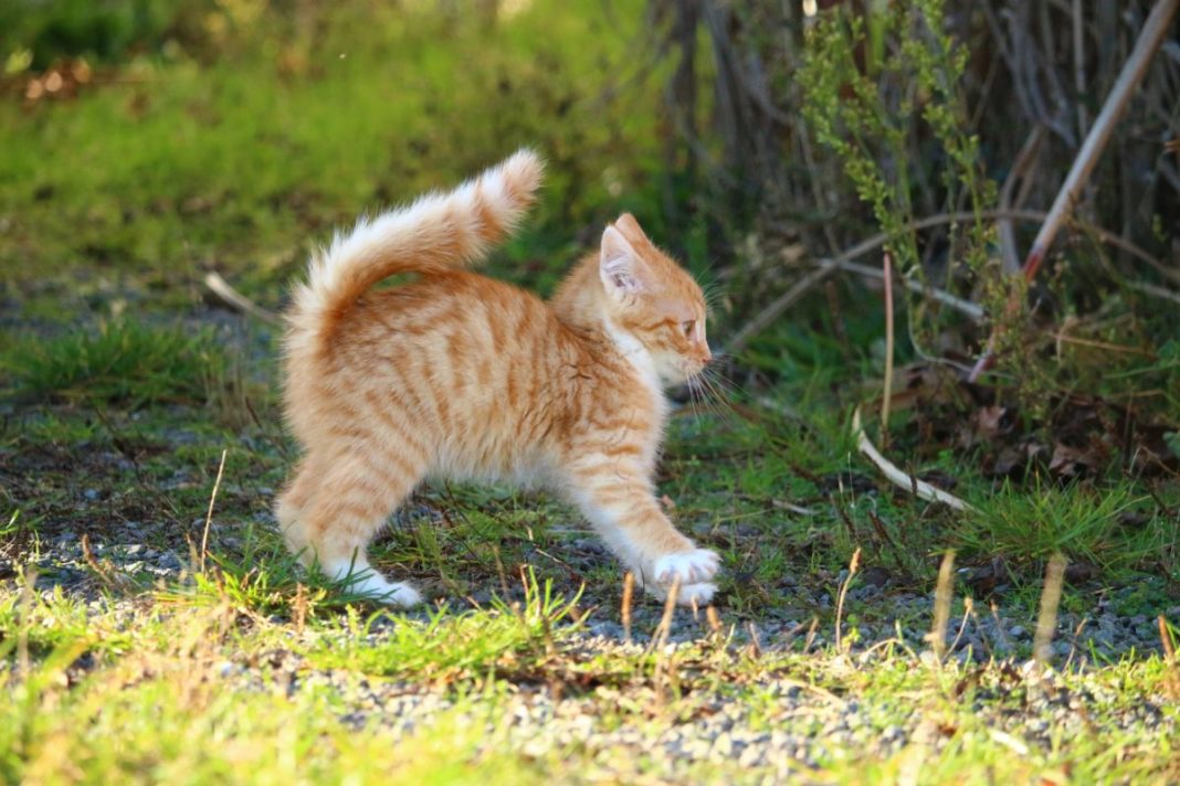 Langage du chat : 3 choses essentielles pour le comprendre