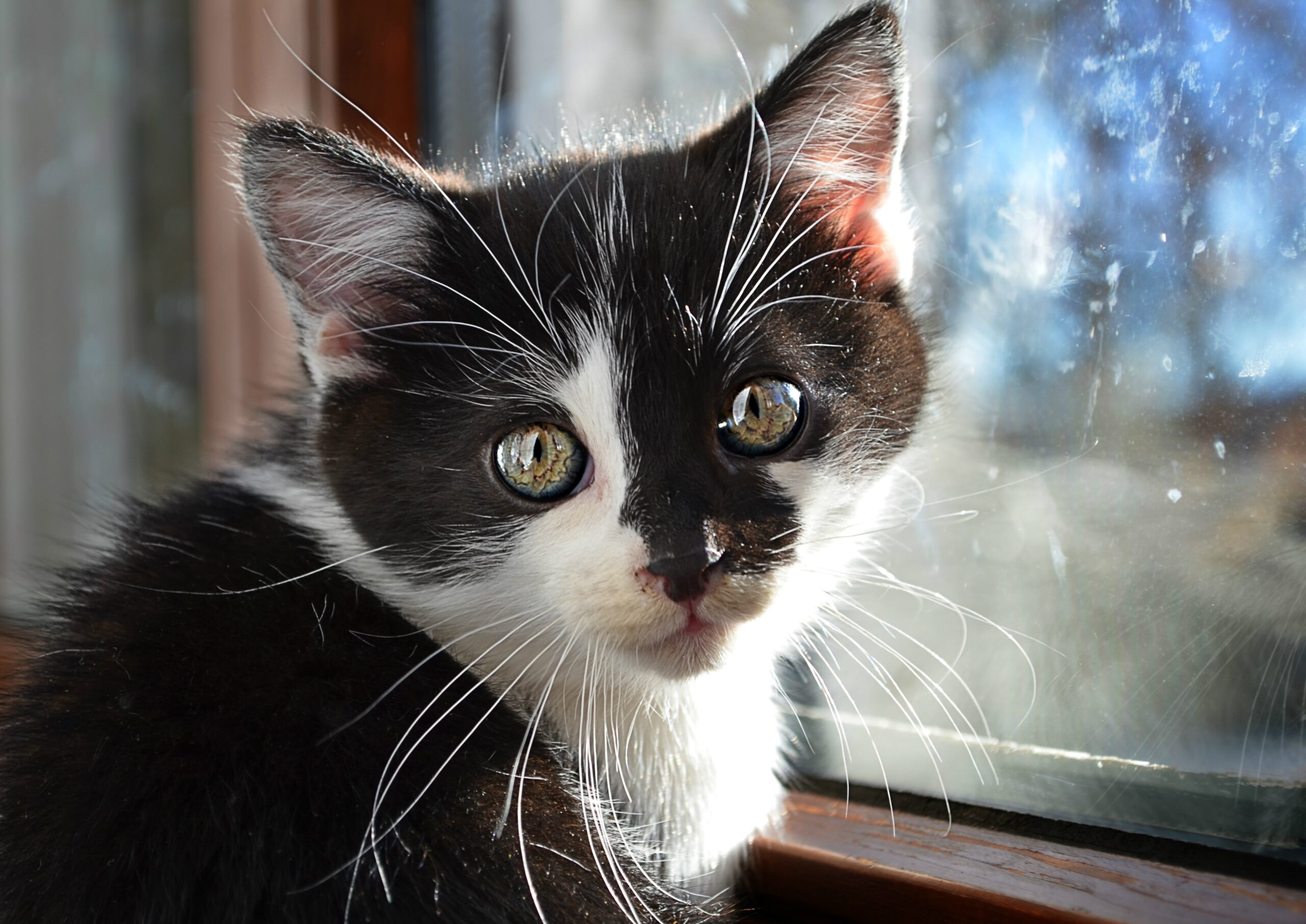 Vivre avec un chat zen - Absolument Chats