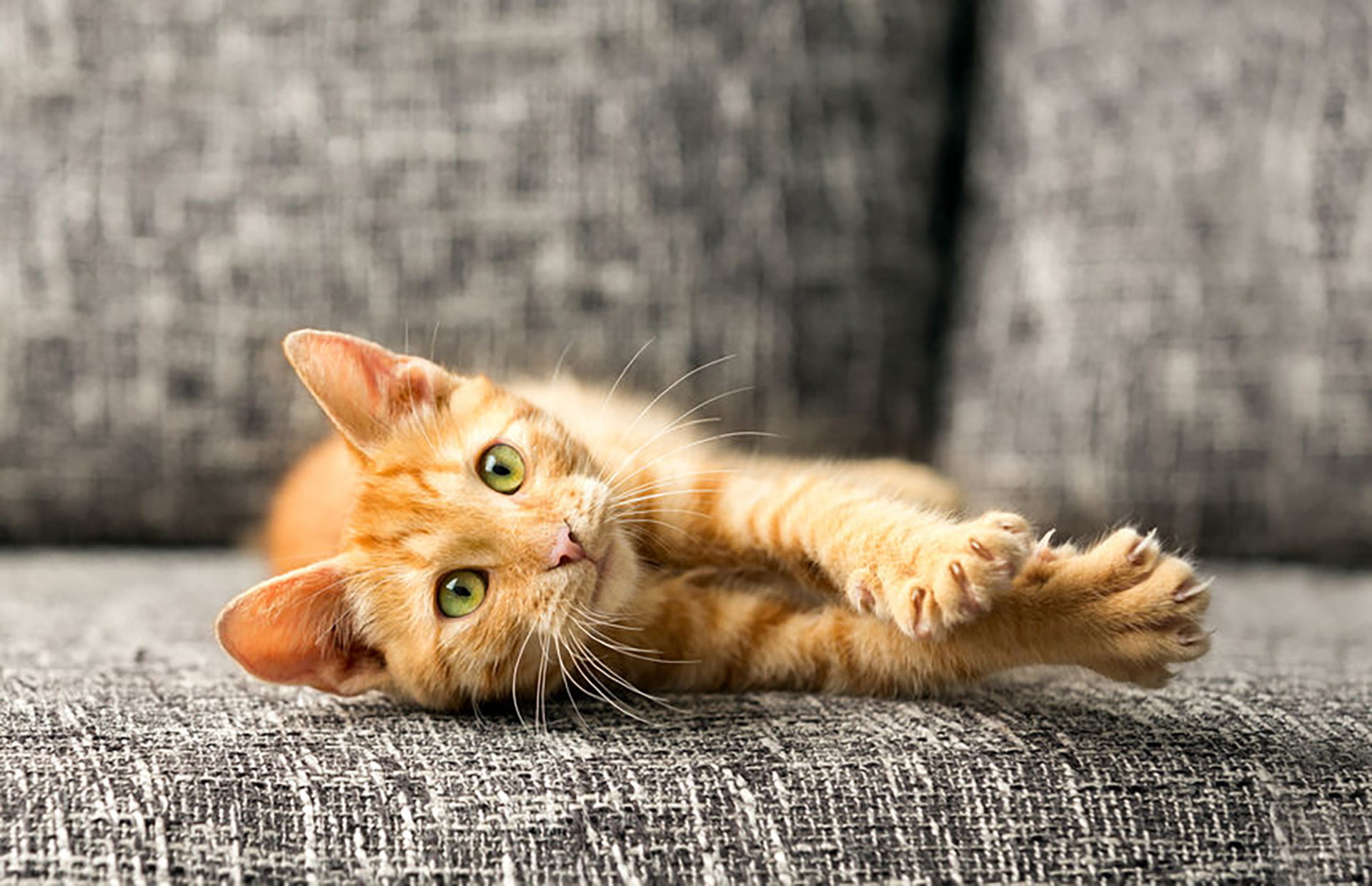 L'arthrose chez le chat : causes, symptômes et traitements - Absolument ...