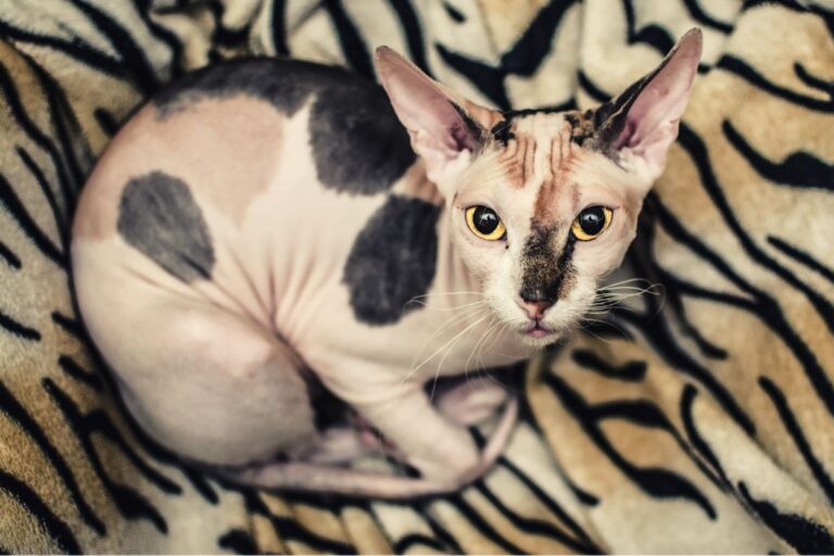 Le chat Sphynx : un ami espiègle et attachant - Absolument Chats