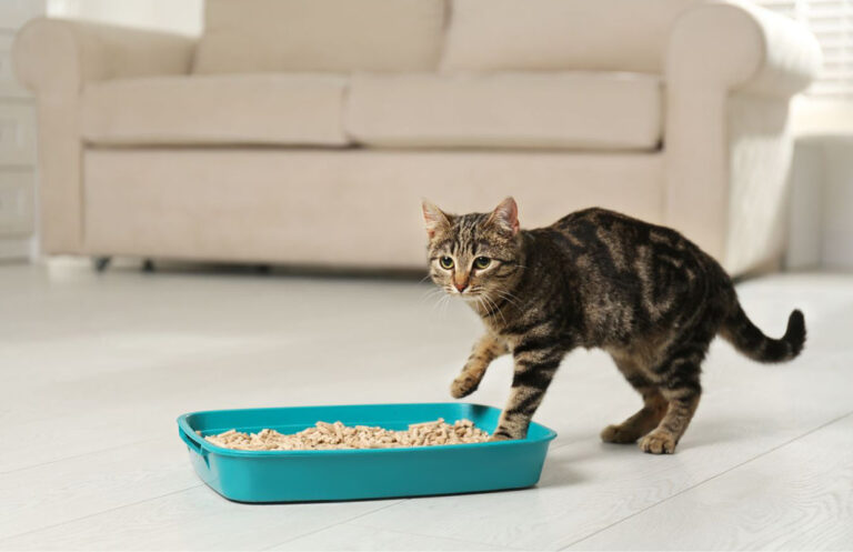 Pourquoi mon chat urine partout ? Explications et solutions