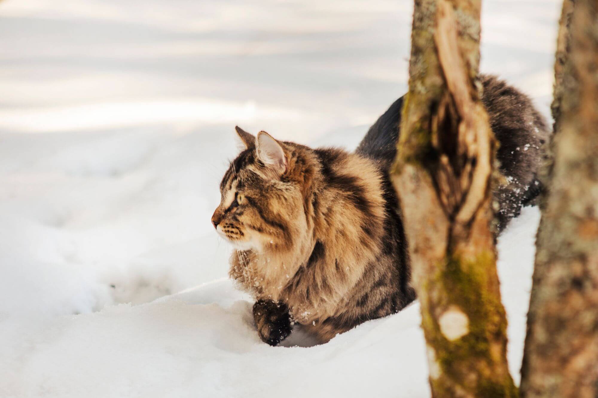 Le chat Sibérien : un ami majestueux au coeur tendre - Absolument Chats