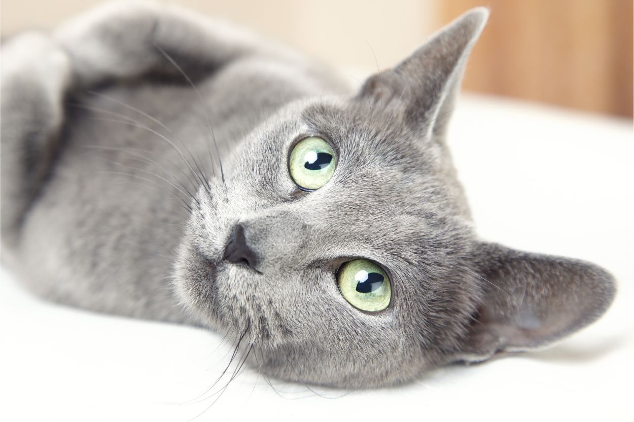 Le chat bleu Russe : un digne et doux amour - Absolument Chats