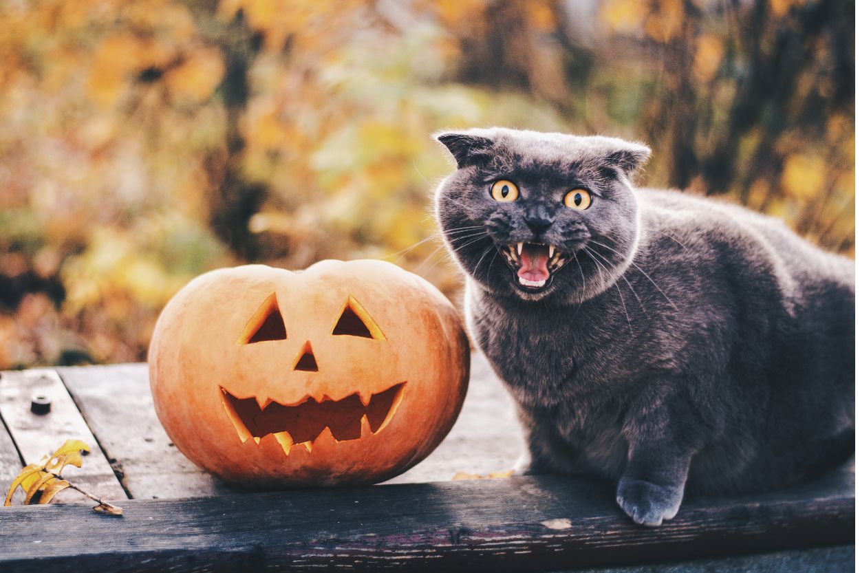 Les déguisements pour chats à Halloween - Absolument Chats