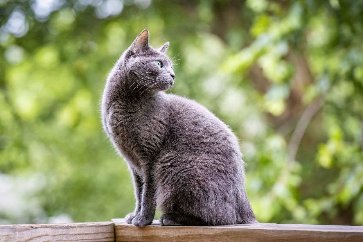 Le chat bleu Russe : un digne et doux amour - Absolument Chats