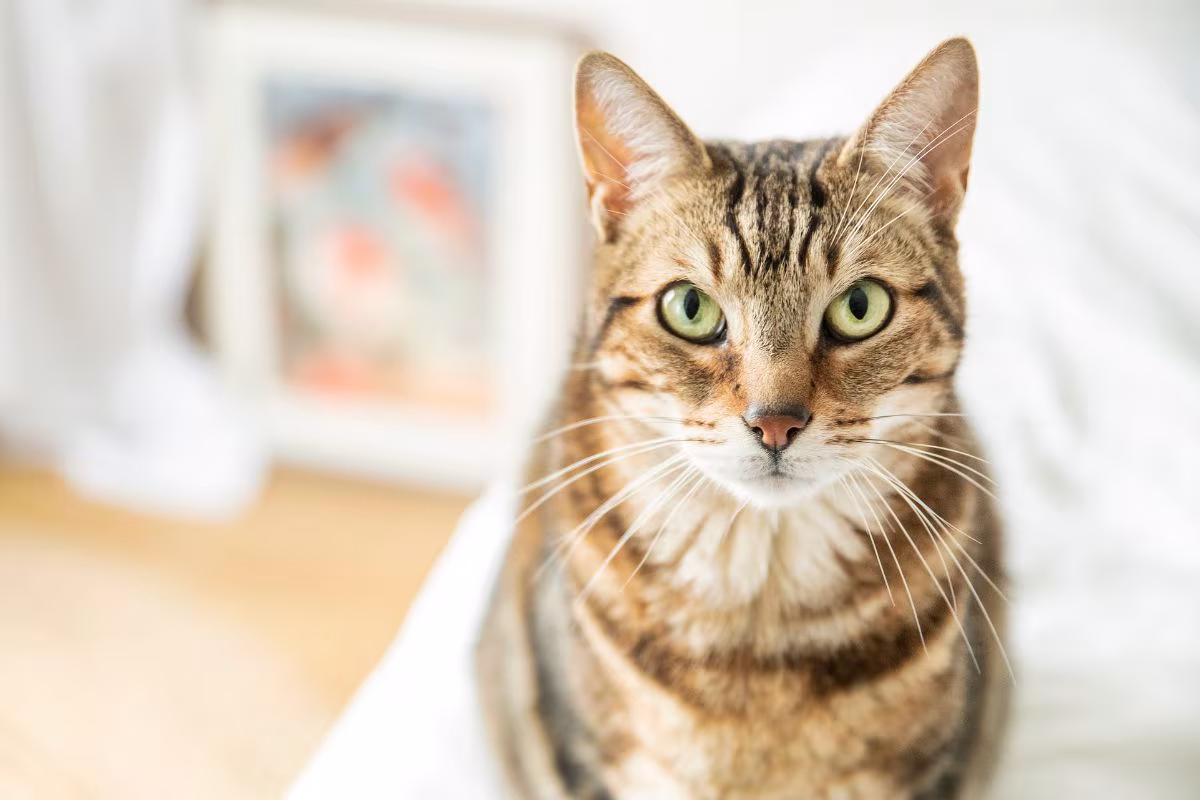 Un portrait personnalisé de son chat, sublimé par Royalesse ...