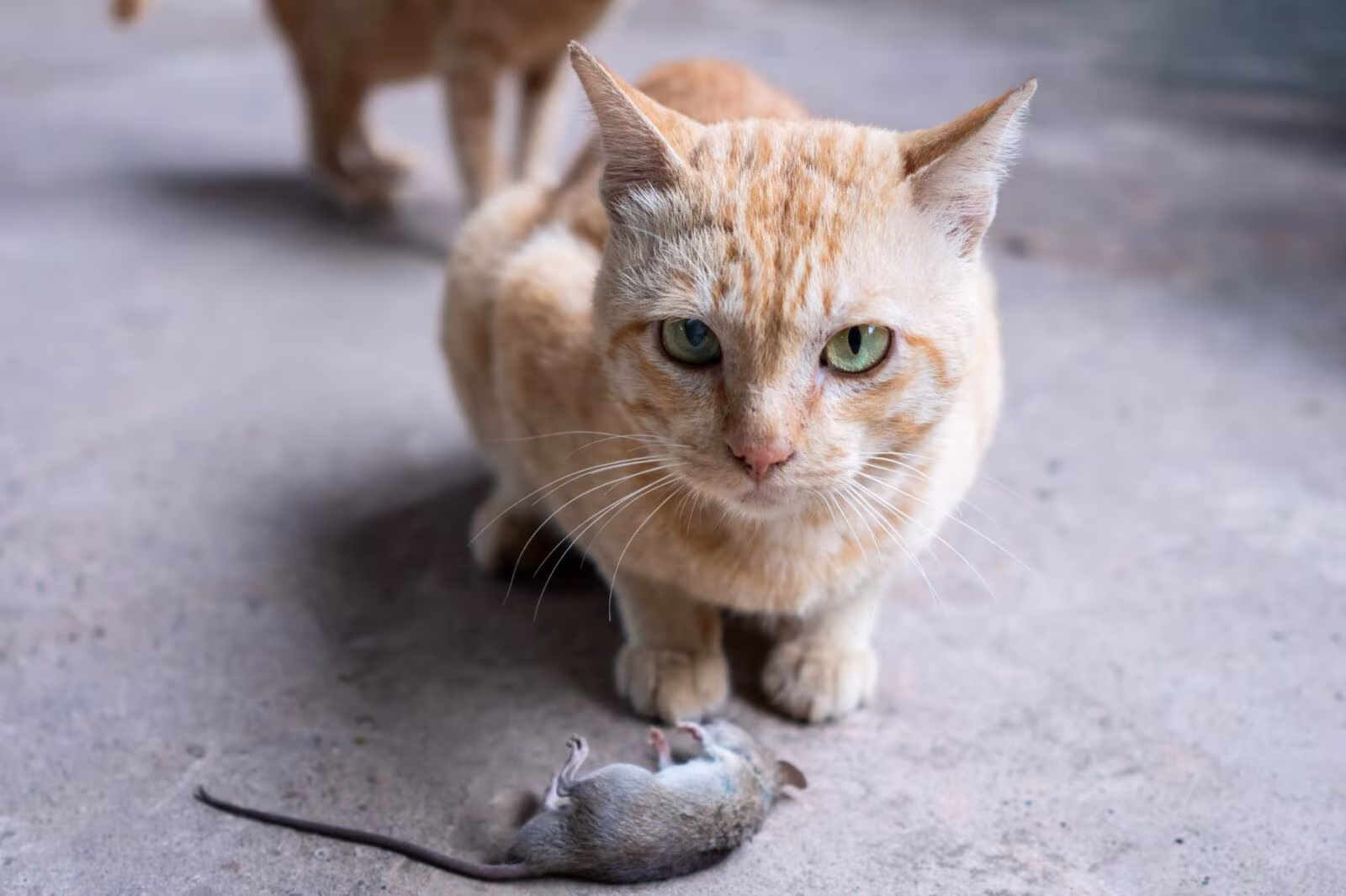 Pourquoi mon chat ramène des souris à la maison ? - Absolument Chats
